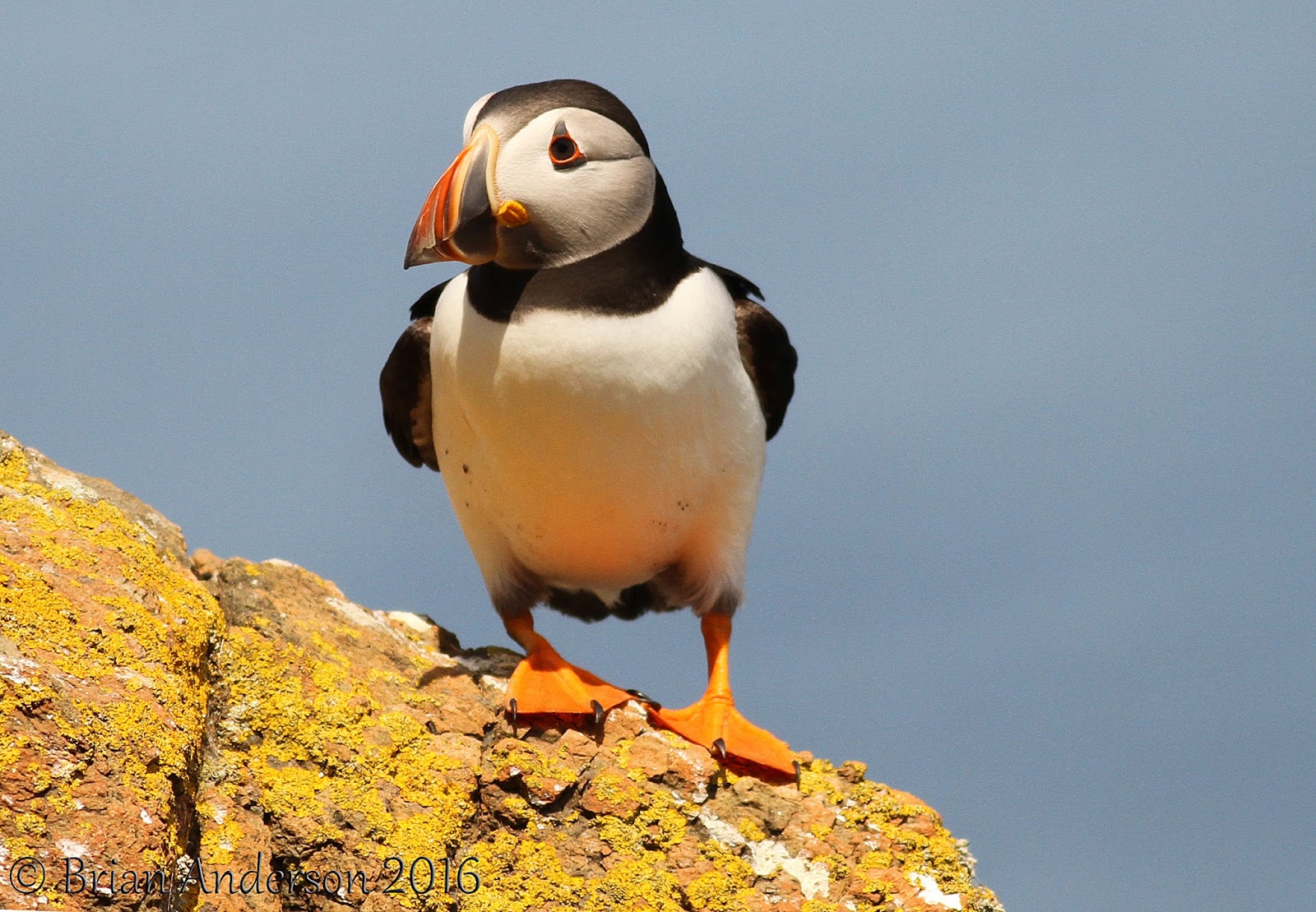 Brian's birding blog: A few more Puffins on Skomer Island
