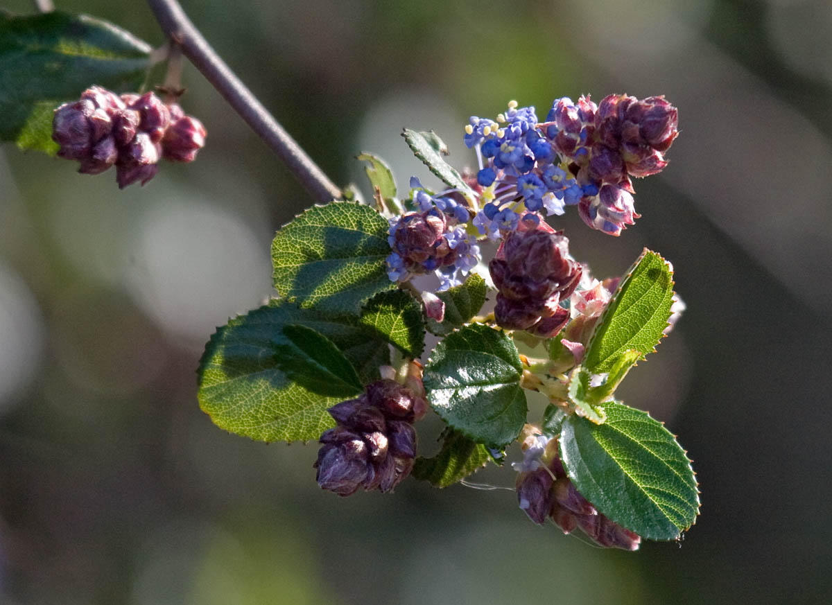 Chaparral Trail at Dixon Lake in early February - Greg in San Diego