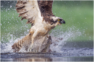 Lee Mott Photography