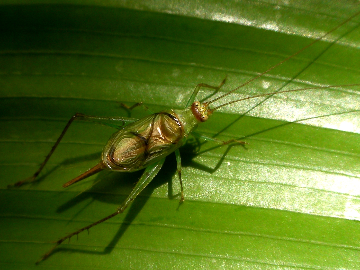 Quaoar Power Zoo: tree cricket - Montezuma, Costa Rica