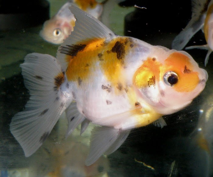 金魚&水族快訊Goldfish & Aquarium Messages: 鈴木東錦小魚(Suzuki Azuma-nishiki/Calico ...