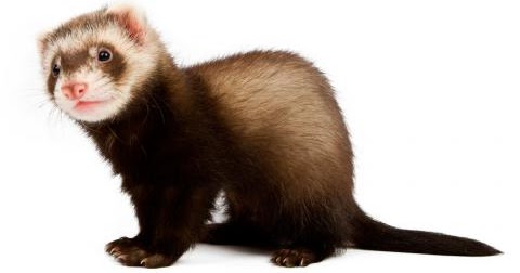 HURONES :'''NO LO SE!!!... ¿O SI?