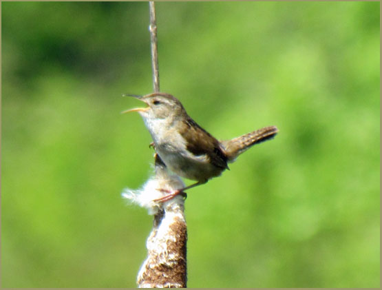 Cascade Ramblings: Birding with Uncle Allen