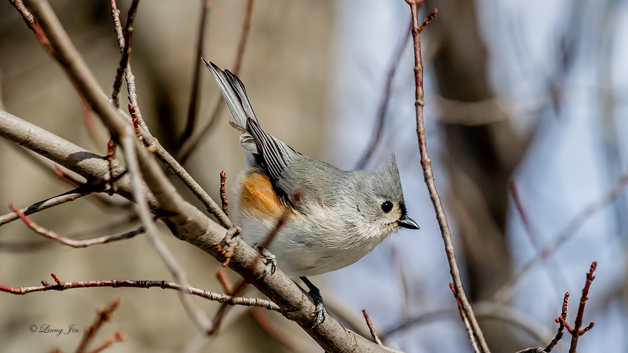 See What I See: Birds in January