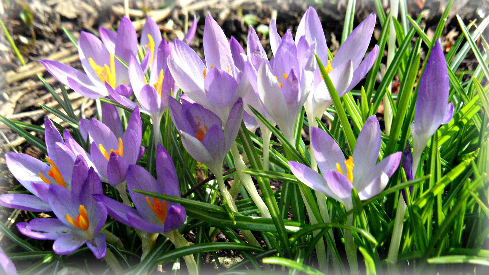 Chez Maximka: Crocuses and bunny buns