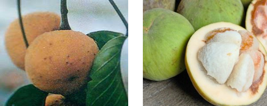 Wawasan Nusantara.: MULOK SMK KELAS XII