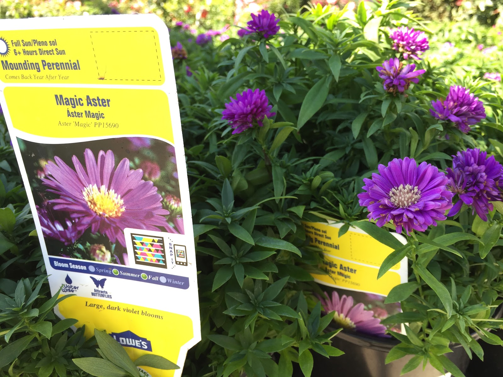Neat Finds at Indiana Lowe's Garden Center [Backyard Neophyte ...