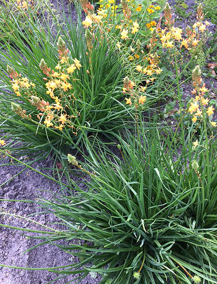 Vegetable and Fruit Gardening in SW Florida: Bulbine Frutescens: Bee ...