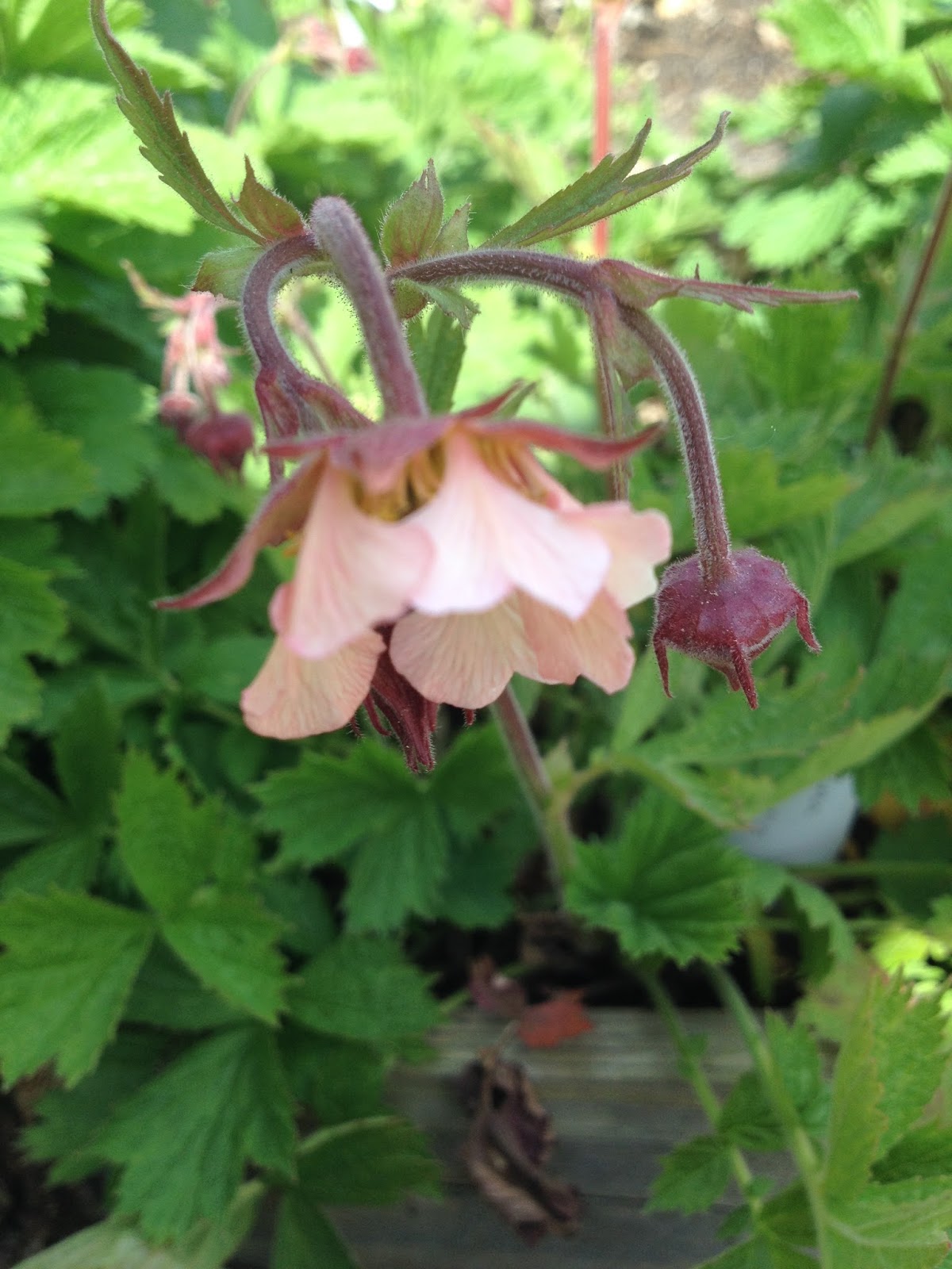 Blomstertøsens Have: Geum