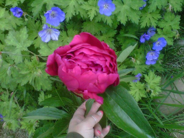 goodbye house - Sacred Mariposa