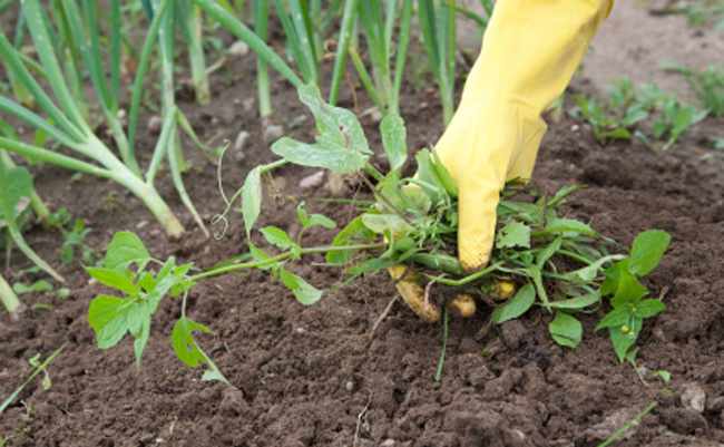 AGROACADEMICOSMY: CONCEPTO DE MALEZA , IMPORTANCIA ,CARACTERISTICAS