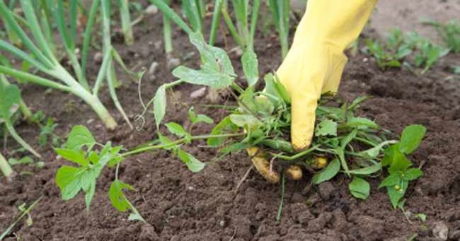 AGROACADEMICOSMY: CONCEPTO DE MALEZA , IMPORTANCIA ,CARACTERISTICAS