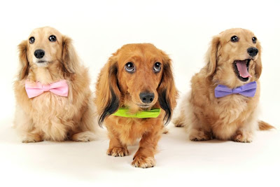 The Long and Short of it All: A Dachshund Dog News Magazine: Easter ...