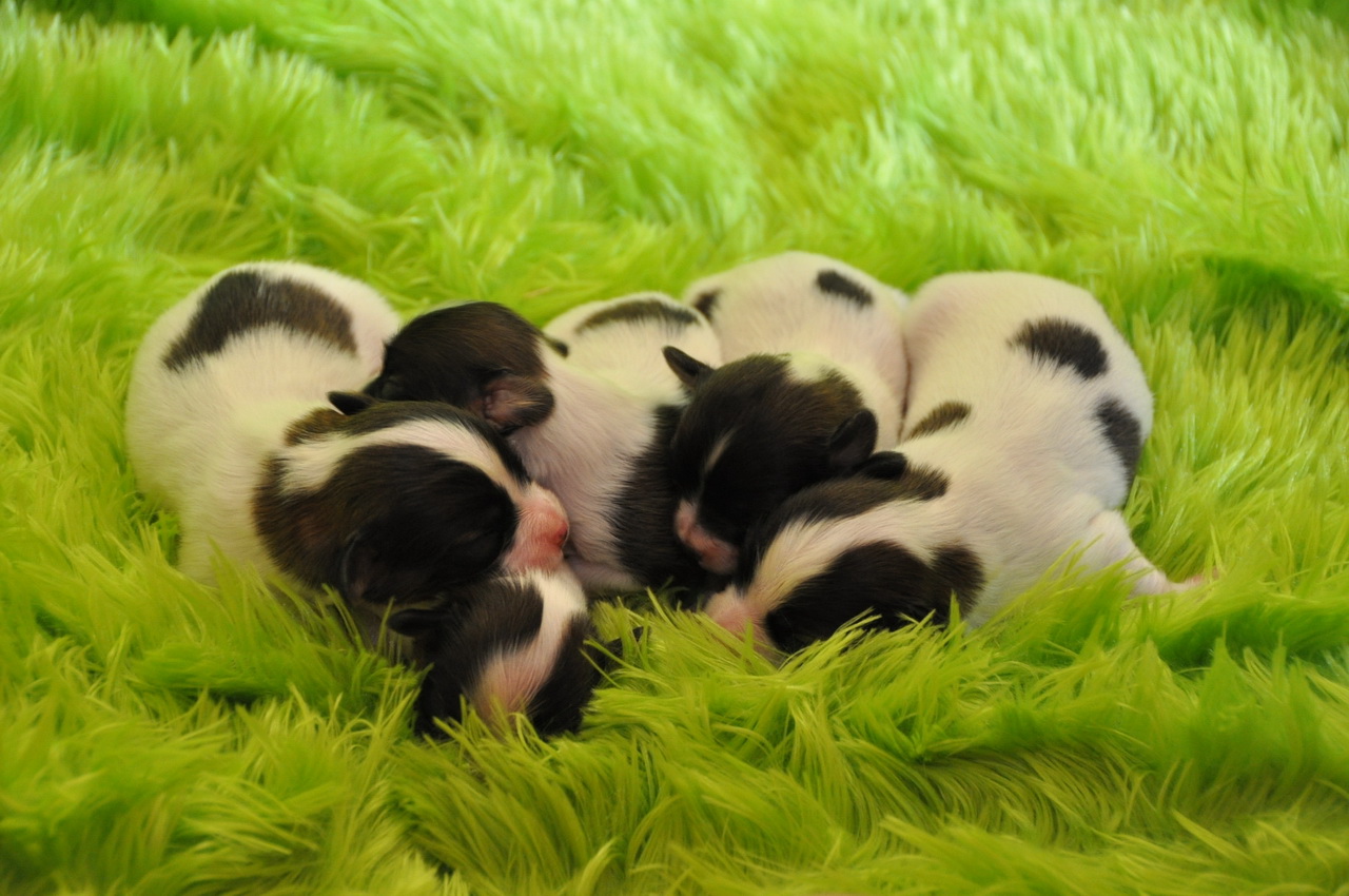Road's End Papillons : 1 Week old Papillon Puppies