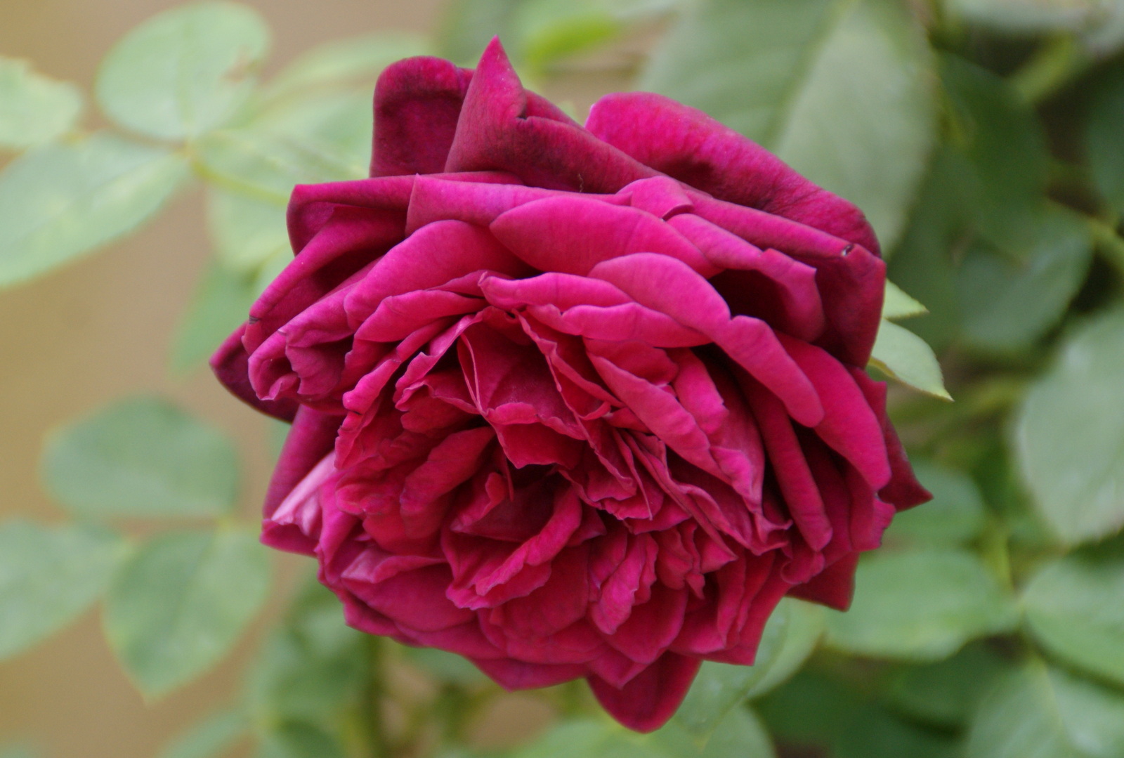 Organic Garden Dreams: October Roses