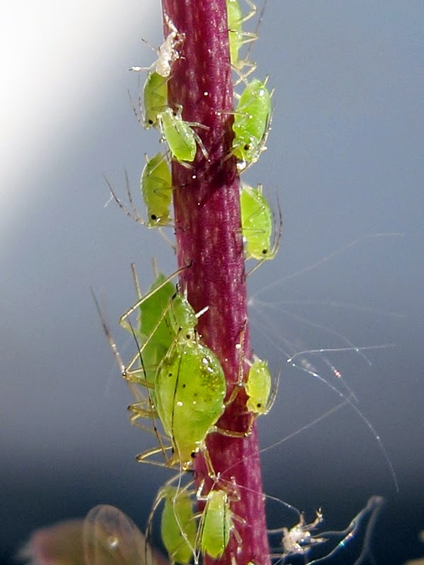 Carnet Nature: Puceron