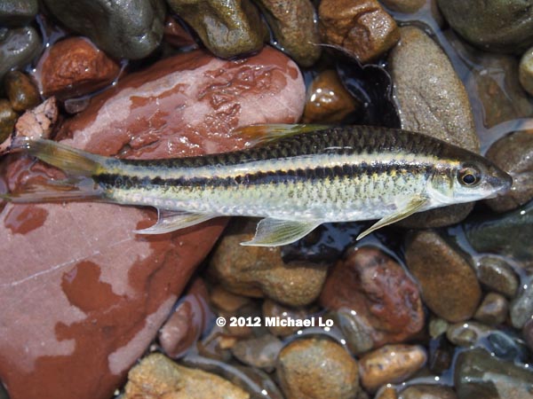 The rainforests of Borneo & Southeast Asia: Fishes of Upper Segama ...