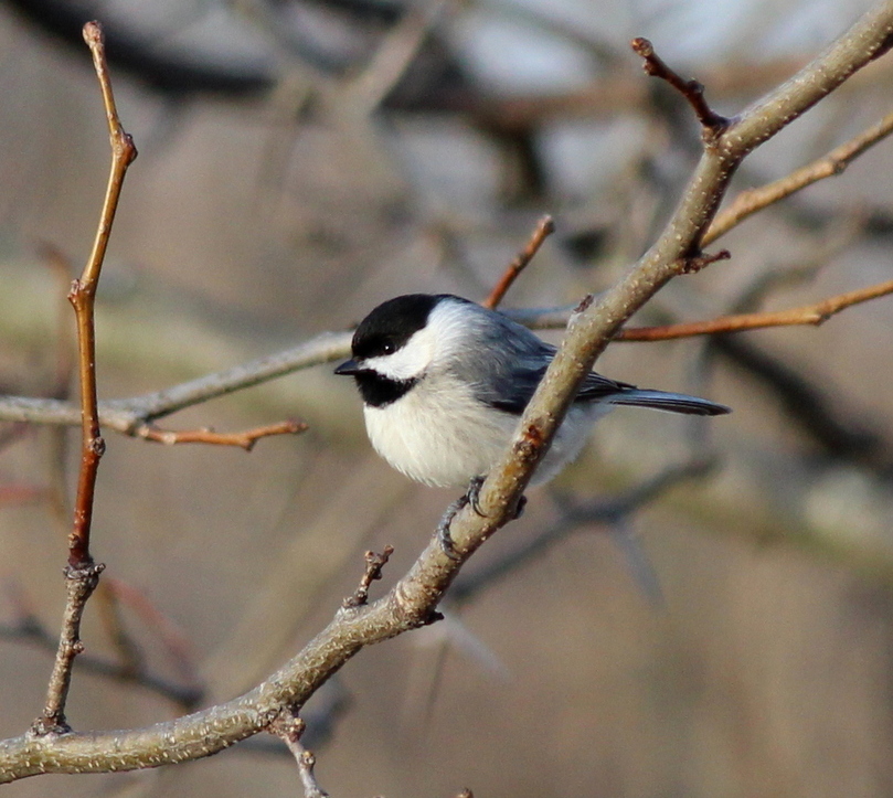 Listening in Nature: Hybrid Chickadees: music from the contact zone