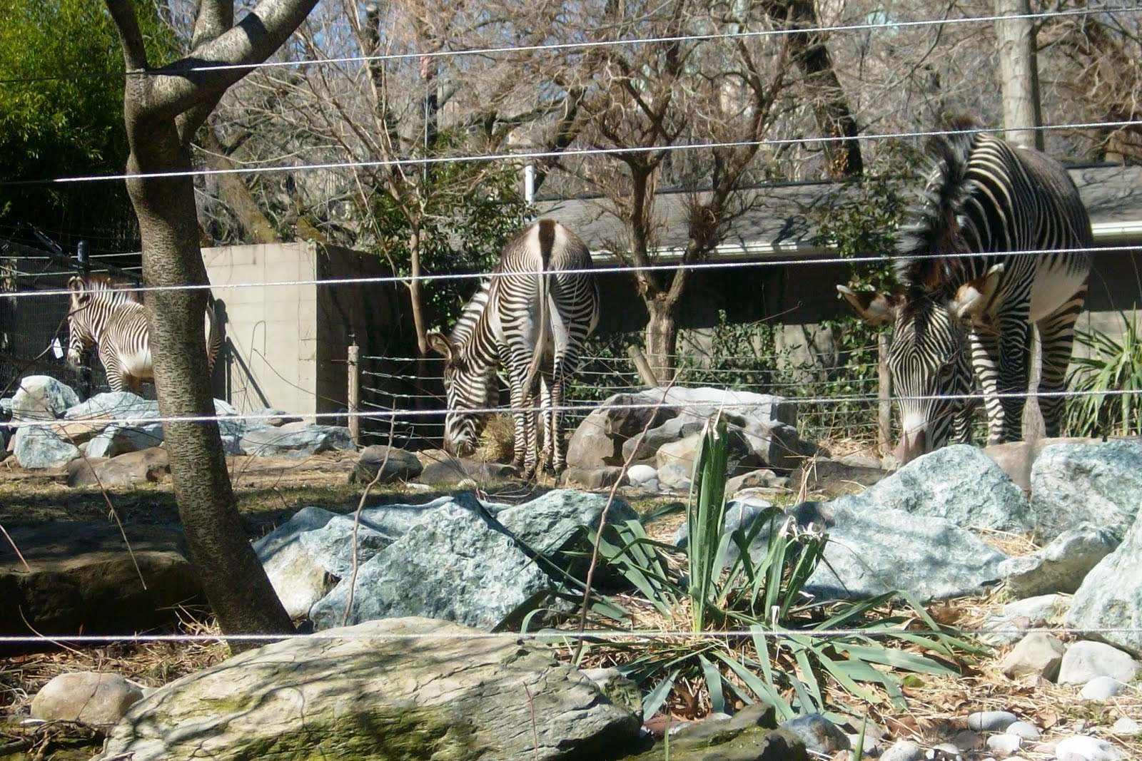 ZooZooReview: Smithsonian National Zoological Park