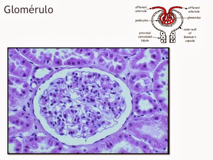 Histologia - Medicina Veterinária: Sistema Urinário