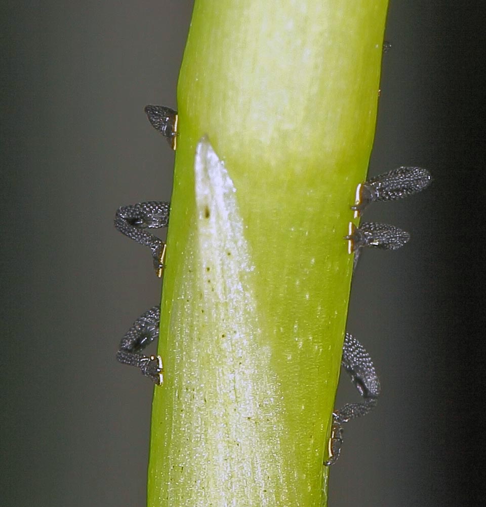 BunyipCo: A Tribute to the O'Briens