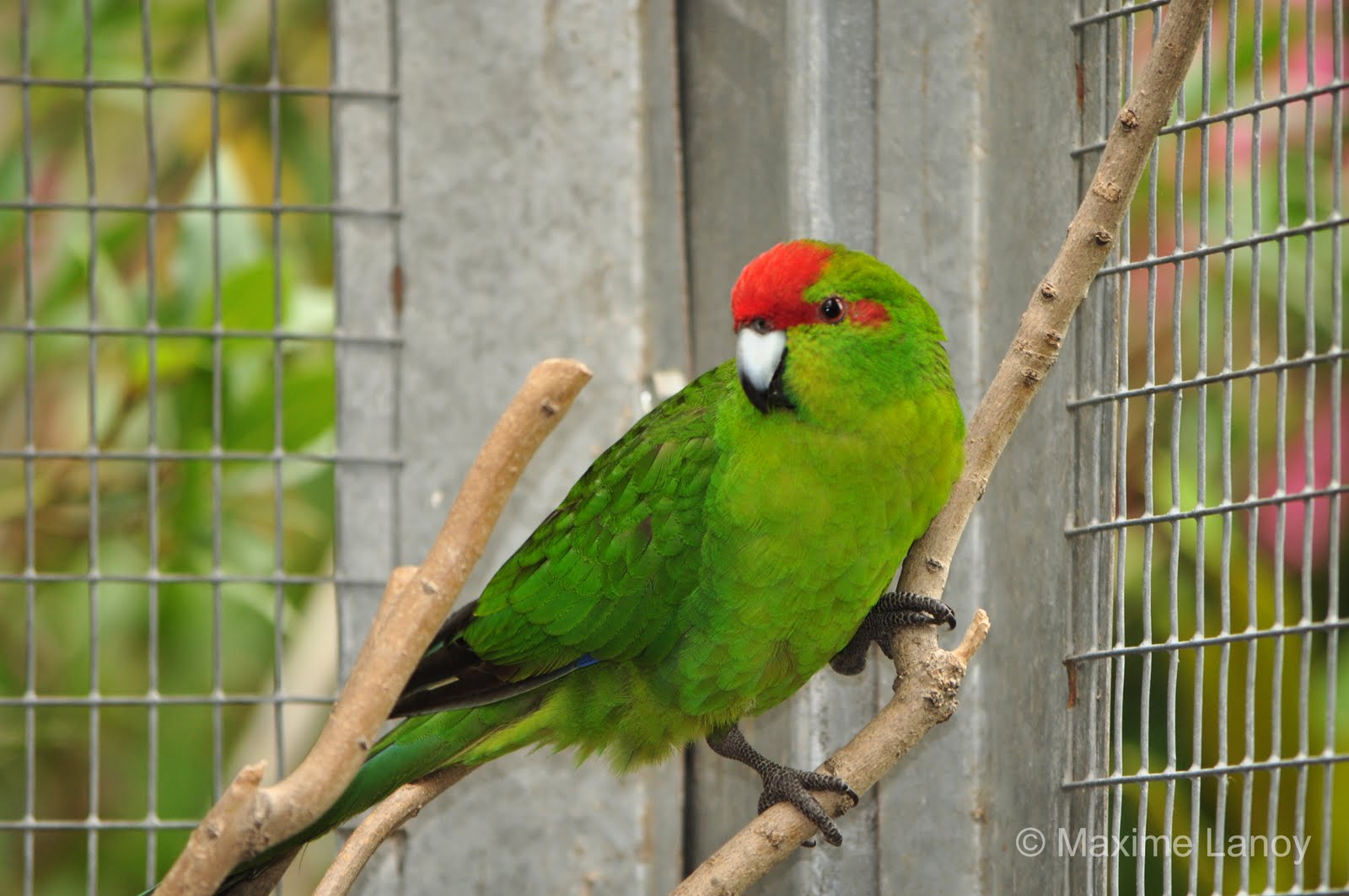 Le Kakariki A Front Rouge: Mon Kakariki