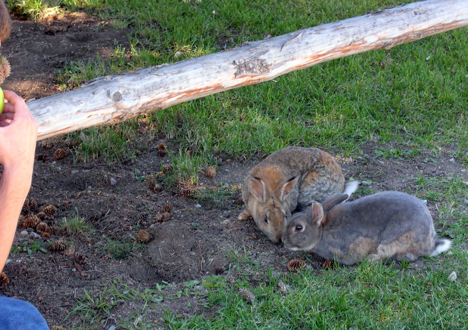 Rabbit Ramblings: Montana bunnies! LOTS of Montana bunnies