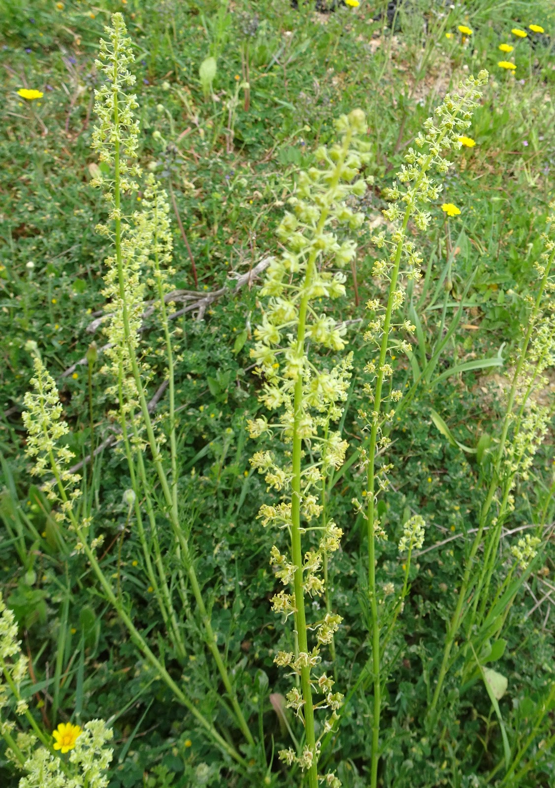 HERBARIO VIRTUAL DE BANYERES DE MARIOLA Y ALICANTE: Reseda lutea subsp ...