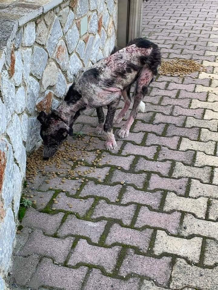ΜΕΤΑ ΑΠΟ ΠΡΟΣΠΑΘΕΙΕΣ ΤΡΙΩΝ ΕΒΔΟΜΑΔΩΝ ΠΙΑΣΤΗΚΕ ΤΟ ΑΡΡΩΣΤΟ ΑΔΕΣΠΟΤΟ ΣΤΑ ...