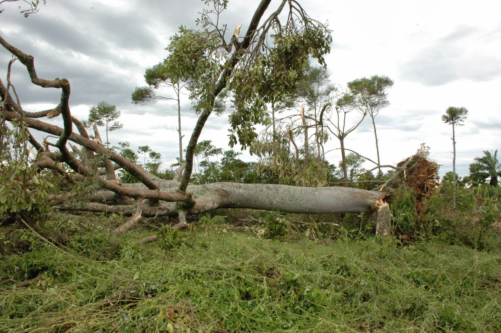 MATUNGWA MB STUDIO BLOG: MVUA KUBWA ZILIZO AMBATANA NA UPEPO MKALI ...