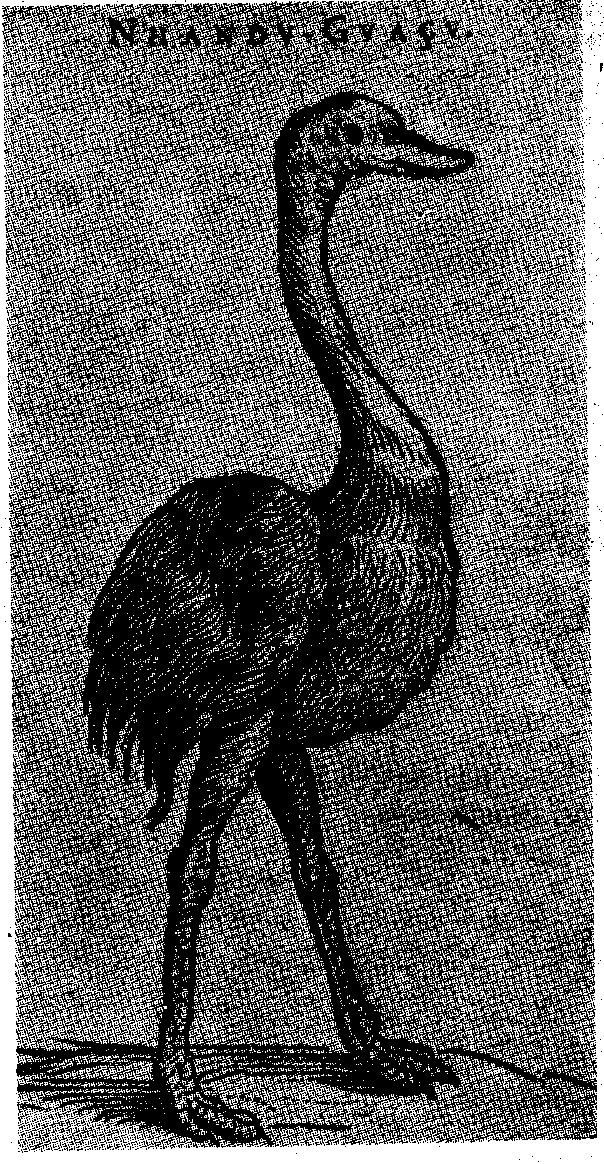 HISTORIAS ZOOLOGICAS: UNA HISTORIA DEL ÑANDU - Greater Rhea (Rhea ...
