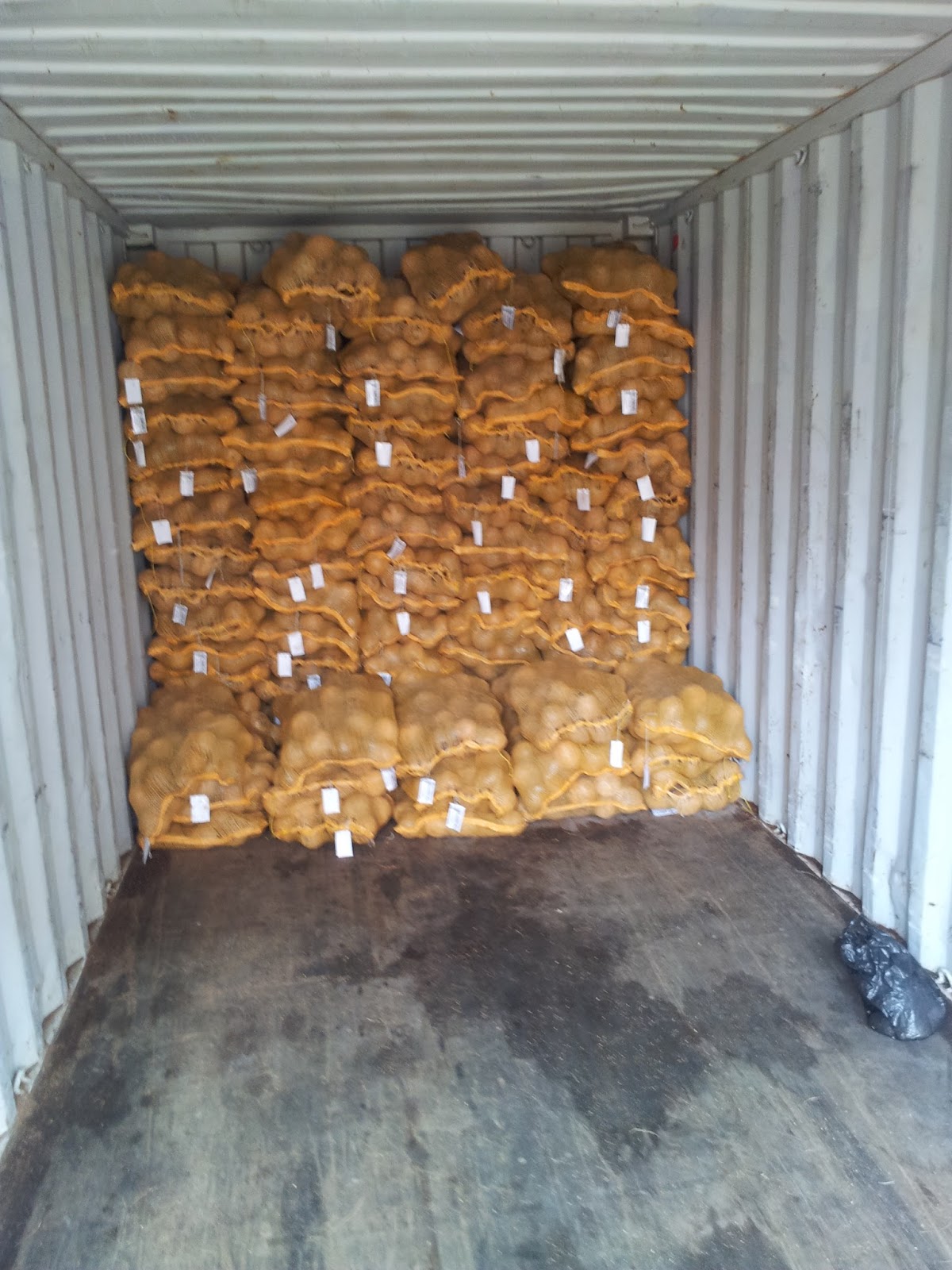 Dehusked Coconuts from Guyana,South America: Coconuts