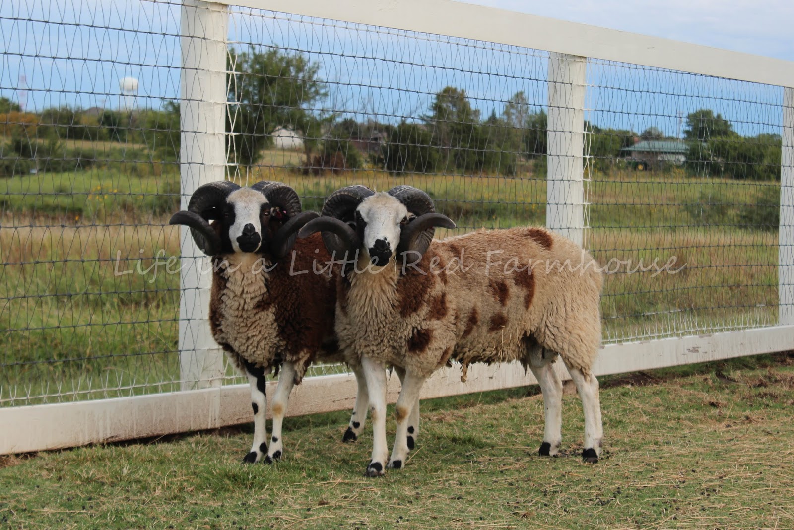 Sheep Breeding Season
