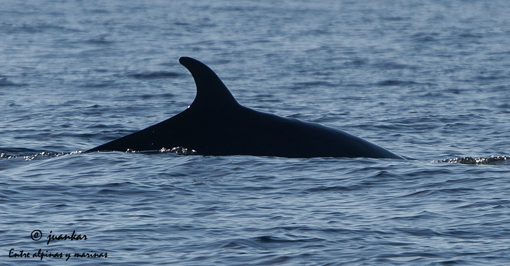 Entre alpinas y marinas.: Rorcual boreal en Lekeitio. Sei whale.