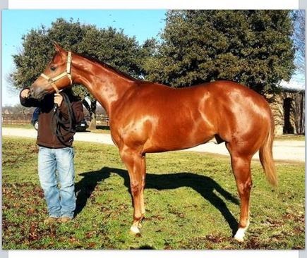 Swift Horse: If a Little Is Good, a Lot Is Better?