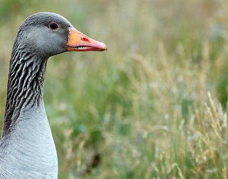 Animals Unique: Goose