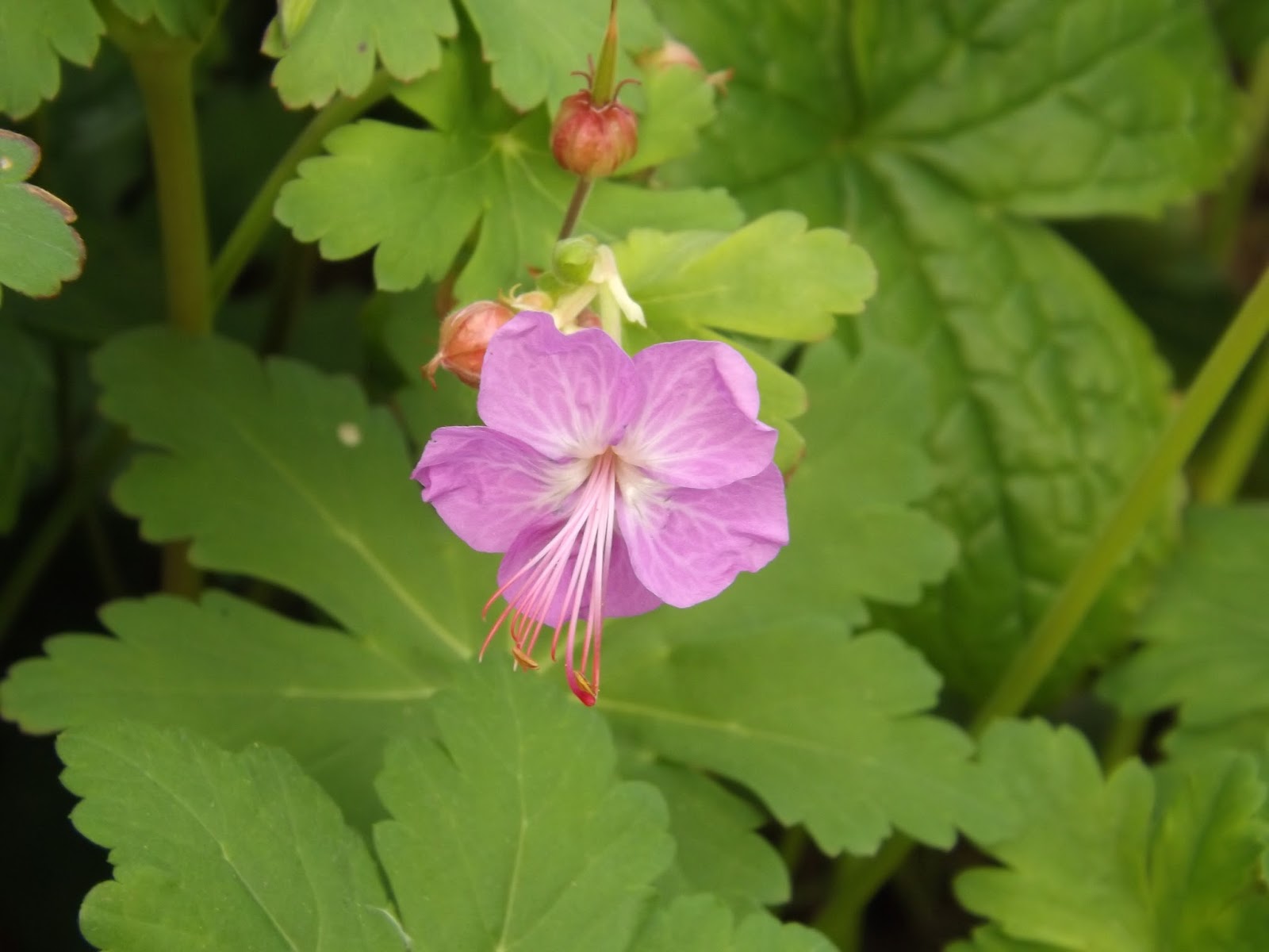 Le Jardin de la Salamandre: Geranium macrorrhizum