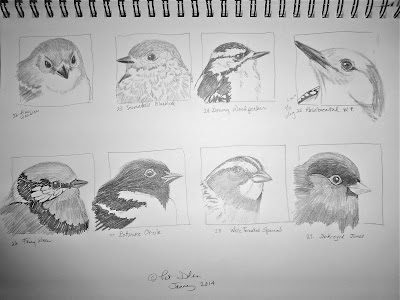 PAT's ART JOURNAL: Pencil Studies for a Series of Bird Portraits