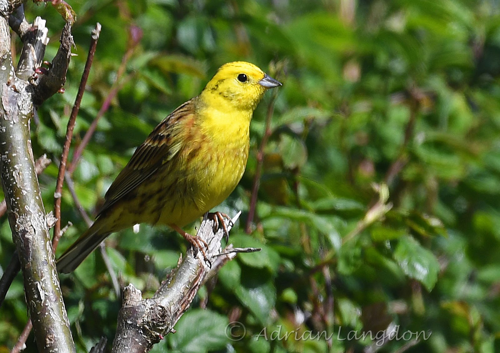 images-naturally!: Yellowhammers ......... just down the road ...