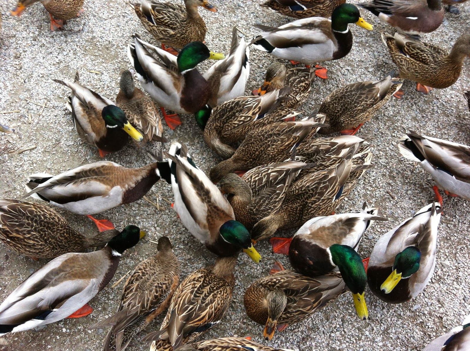 D.G. Hudson - 21st Century Journal: 2014