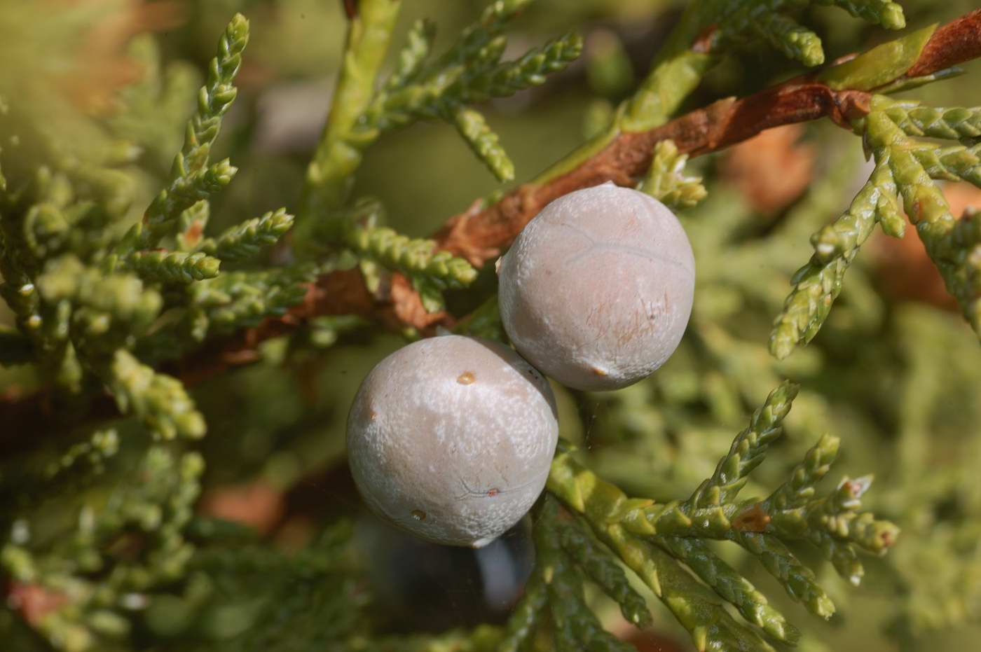 Natura jardín: LA SABINA (Juniperus thurifera) PARA USO EN JARDINERÍA