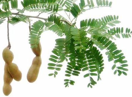 MORFOLOGI TUMBUHAN | Praktikum II | Daun Majemuk dan Bagian-bagiannya