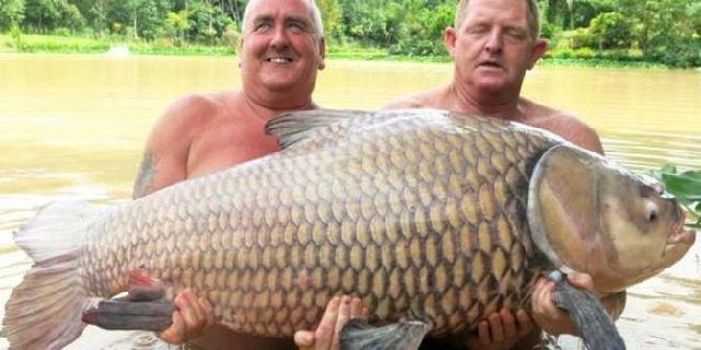 Gambar Ikan Mas Besar Lengkap Dan Unik - Rahasia Trik Mancing