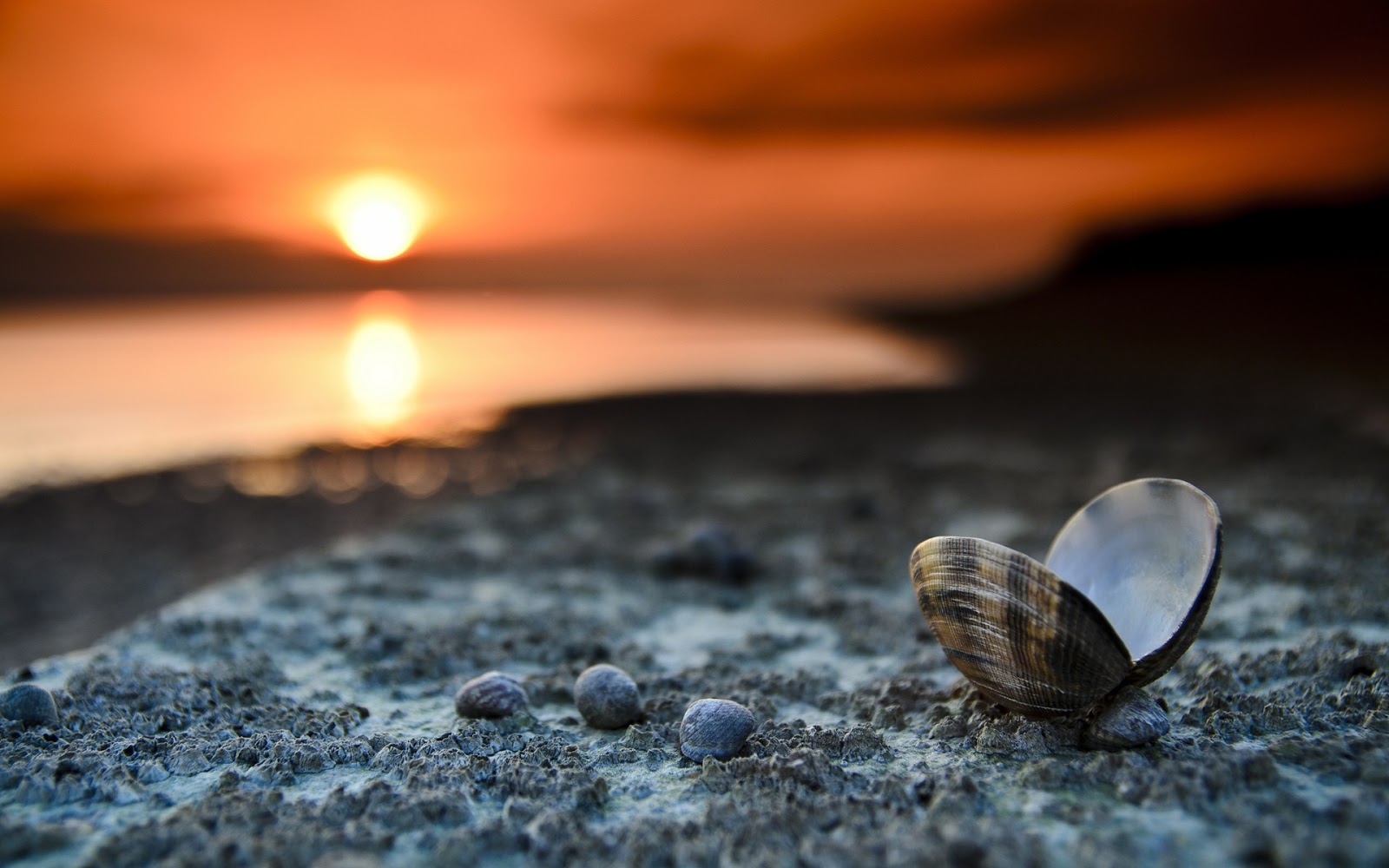 Seashell at Beach Sunset Wallpapers | Wall'scover