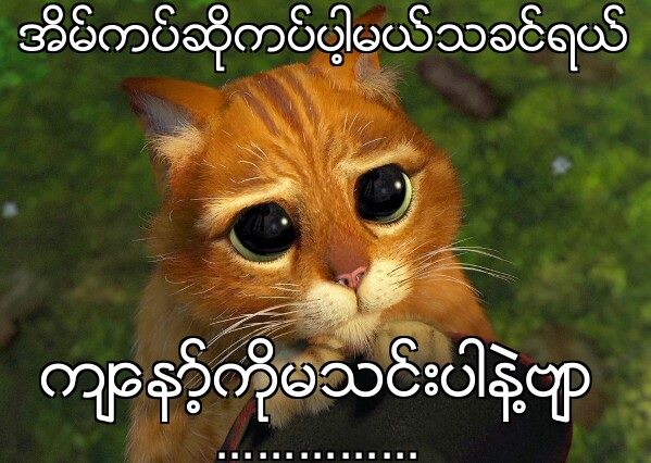 EPIC CAT MEMES By Mg Linnith