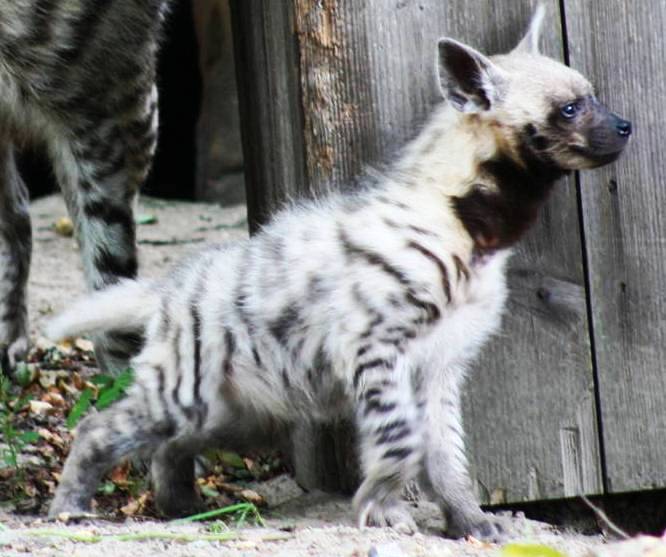 National Animal of Lebanon - Striped Hyena