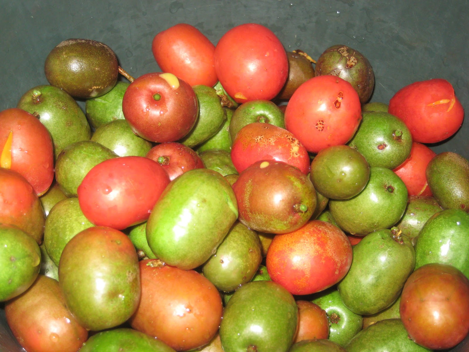 My Nicaraguan Adventure: Jocote