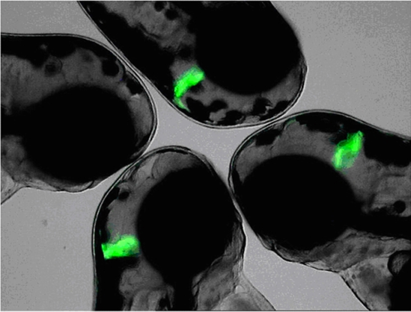 Méduses: GFP