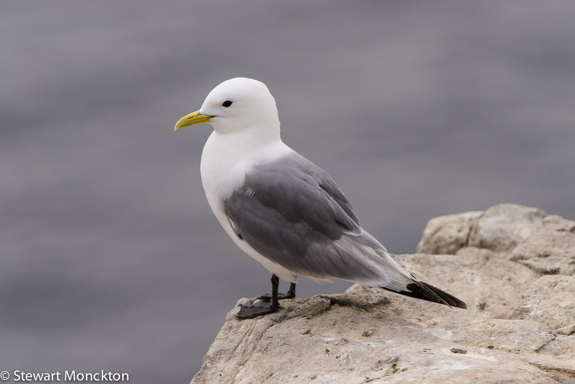 Paying Ready Attention - Photo Gallery: Wild Bird Wednesday 112 ...