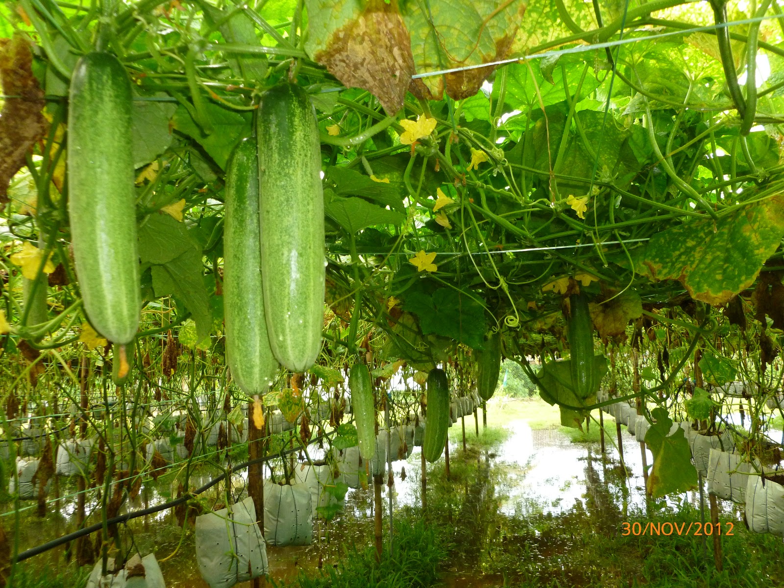 OBO: Projek Tanaman Timun Fertigasi Terbuka Di SMK Kuala Jengal, Dungun ...